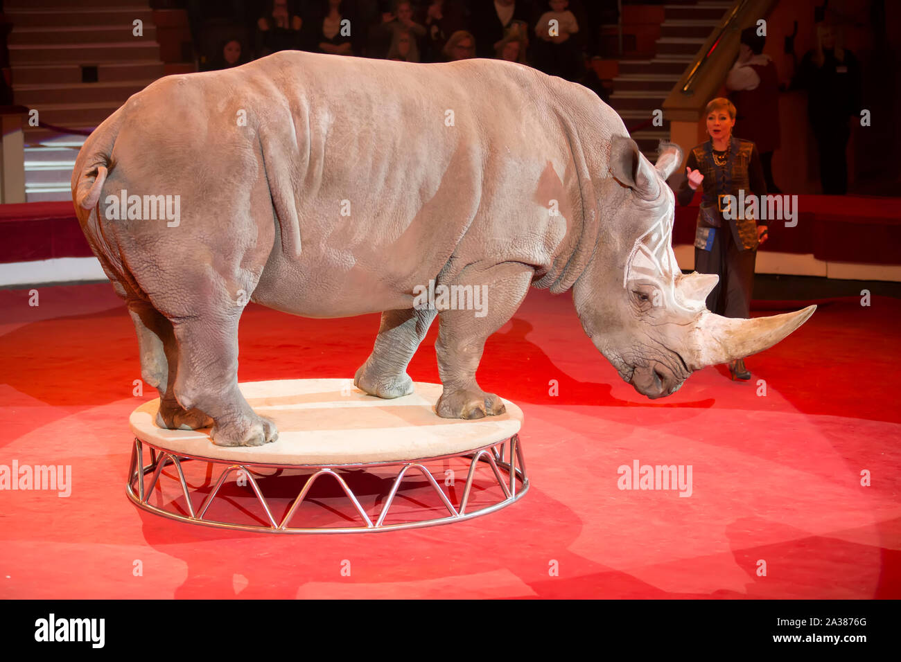 rhino stands in the arena Stock Photo - Alamy