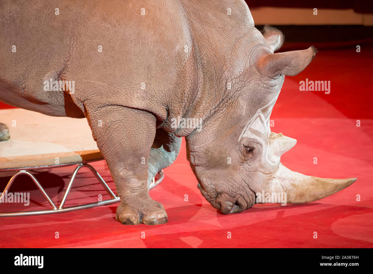 Animal circus safari hi-res stock photography and images - Alamy