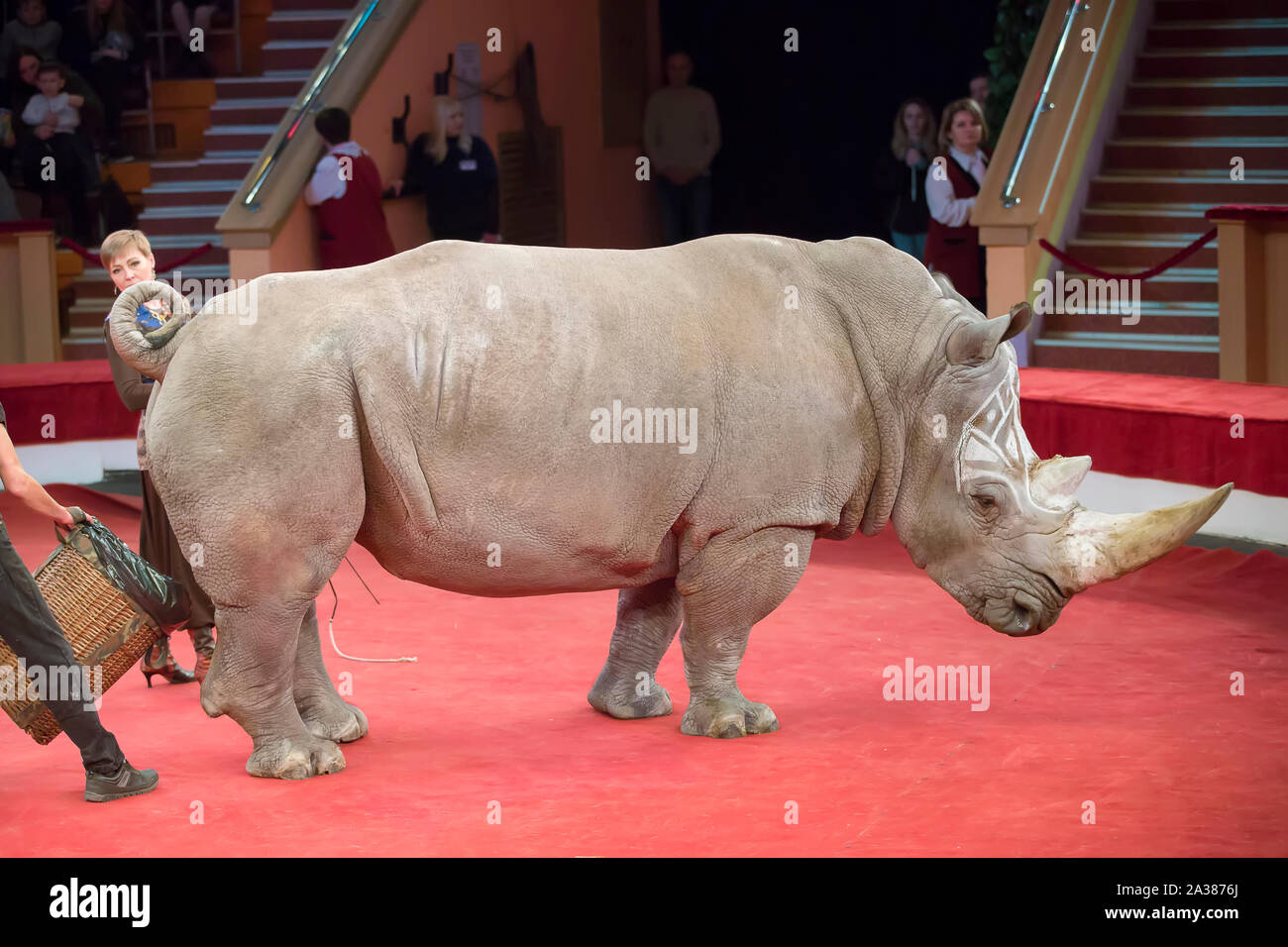 rhino stands in the arena Stock Photo - Alamy