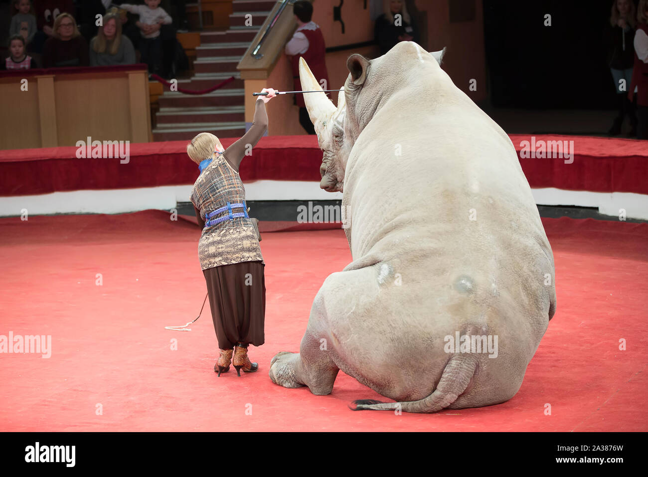 rhino stands in the arena Stock Photo - Alamy