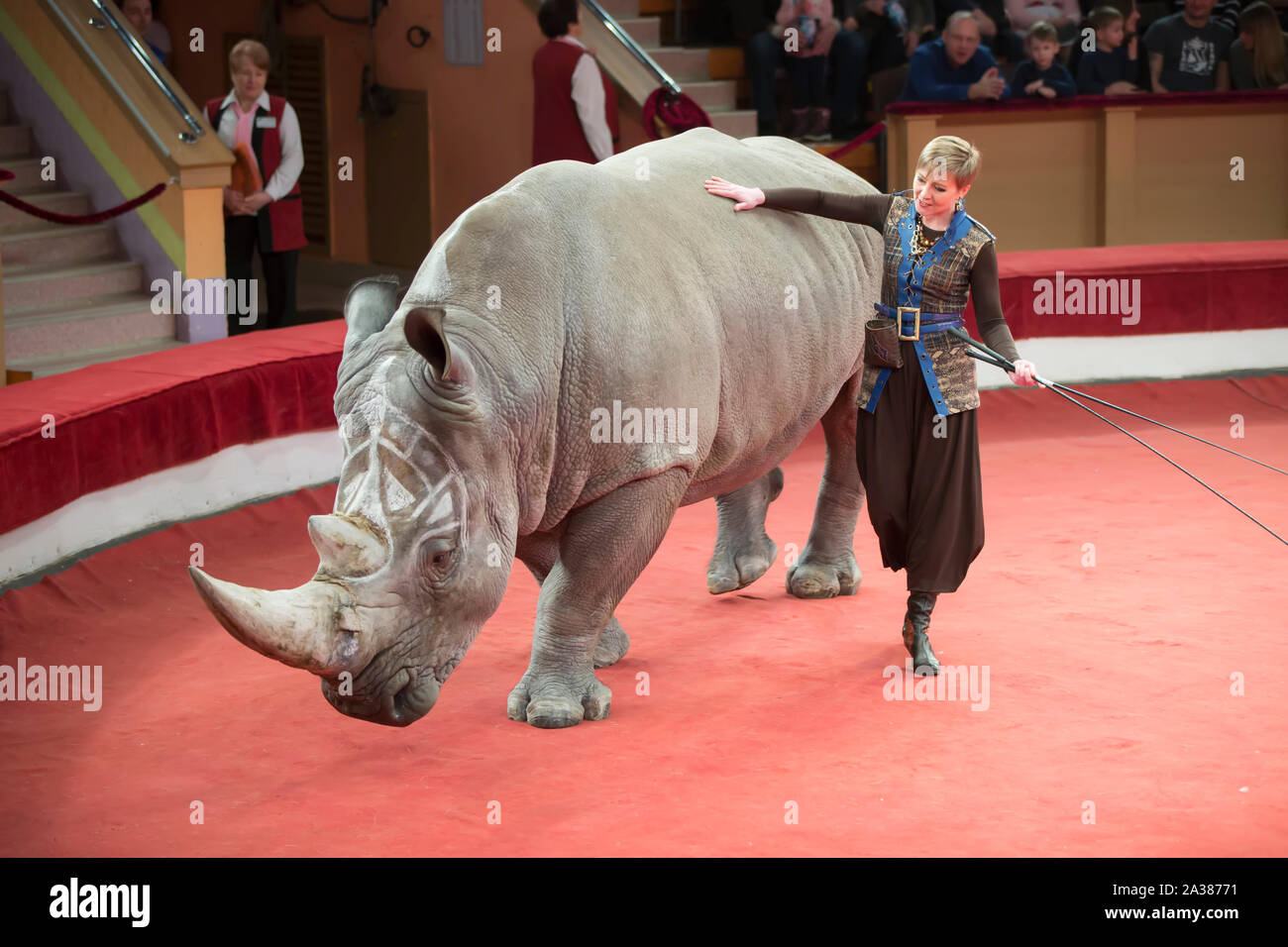 rhino stands in the arena Stock Photo - Alamy