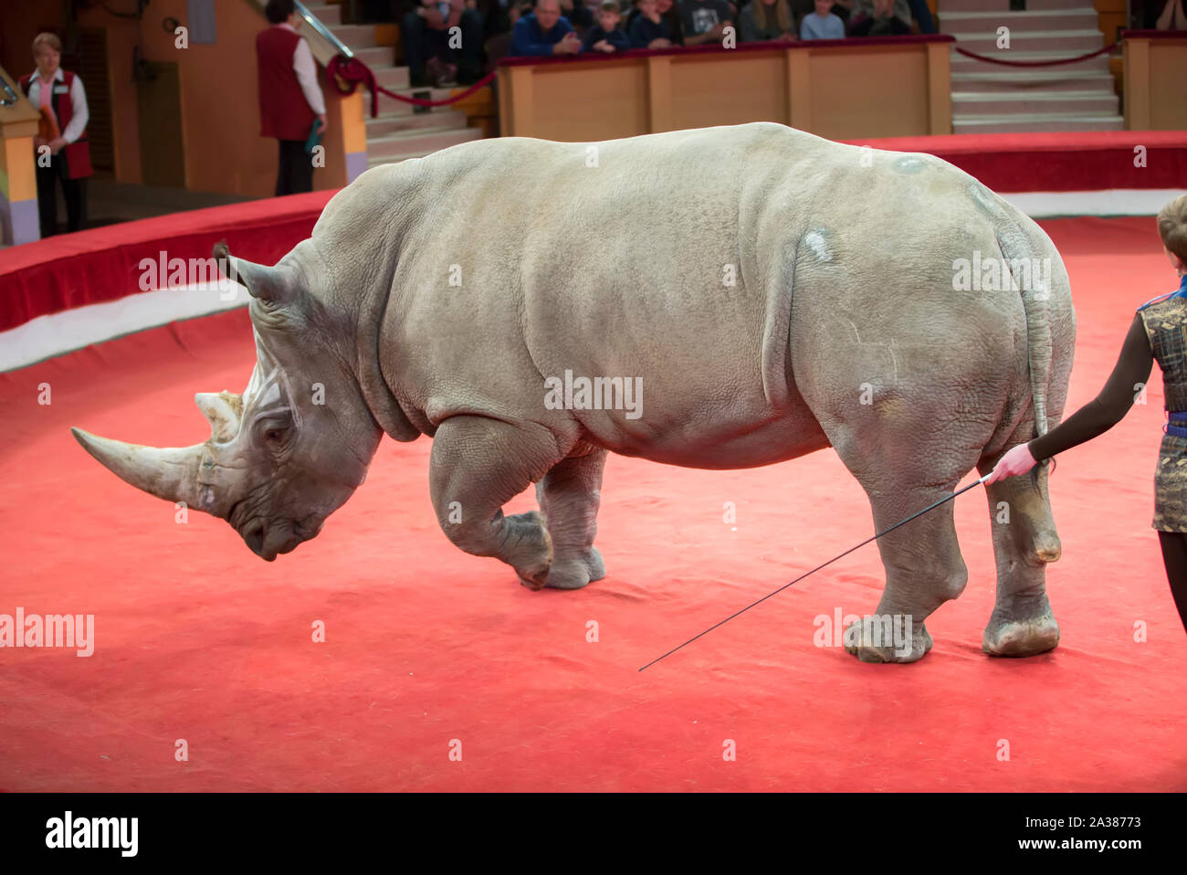 rhino stands in the arena Stock Photo - Alamy