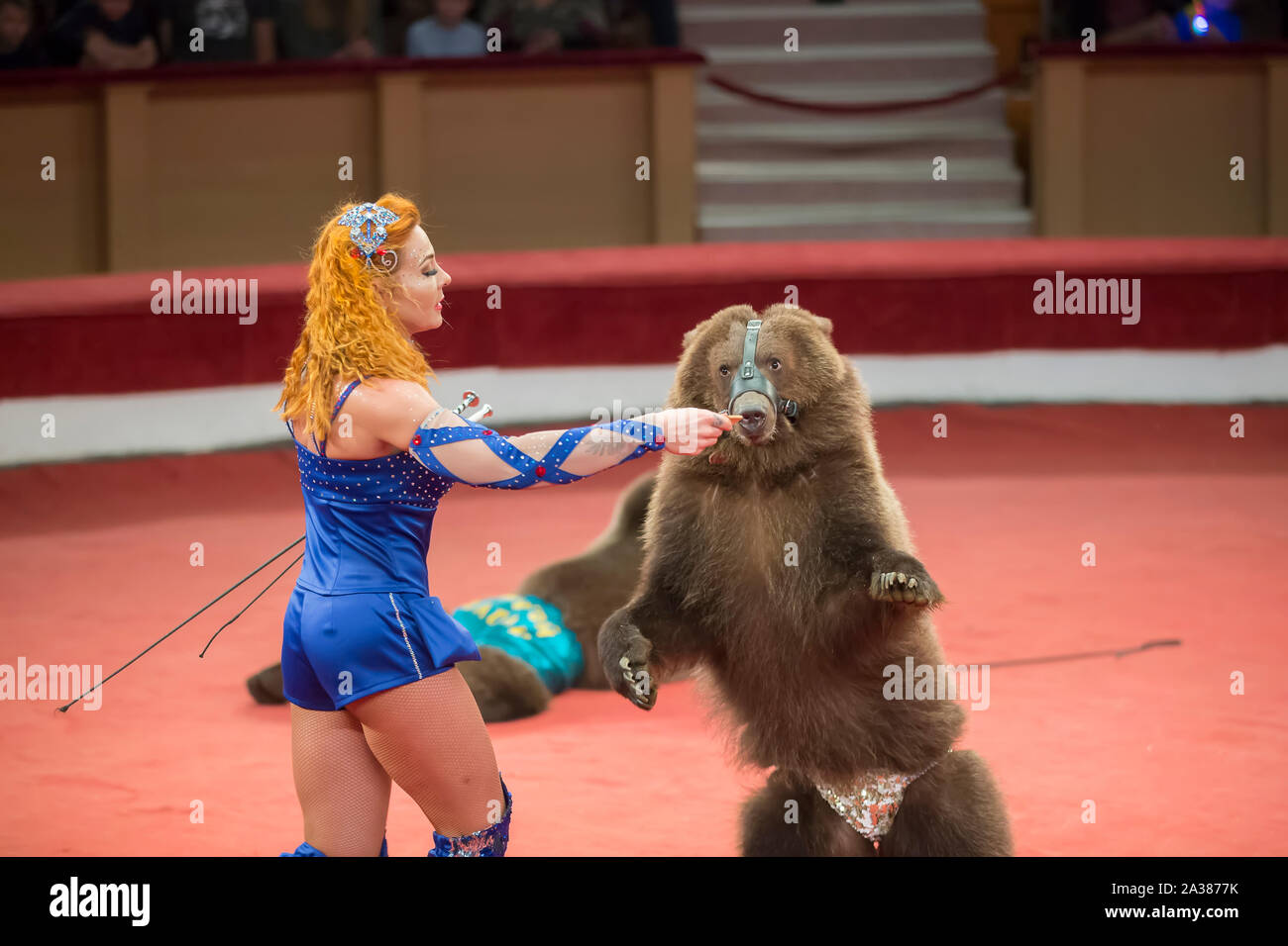 Belarus, Gomil, February 16, 2019. State Circus. Program Bravo ...