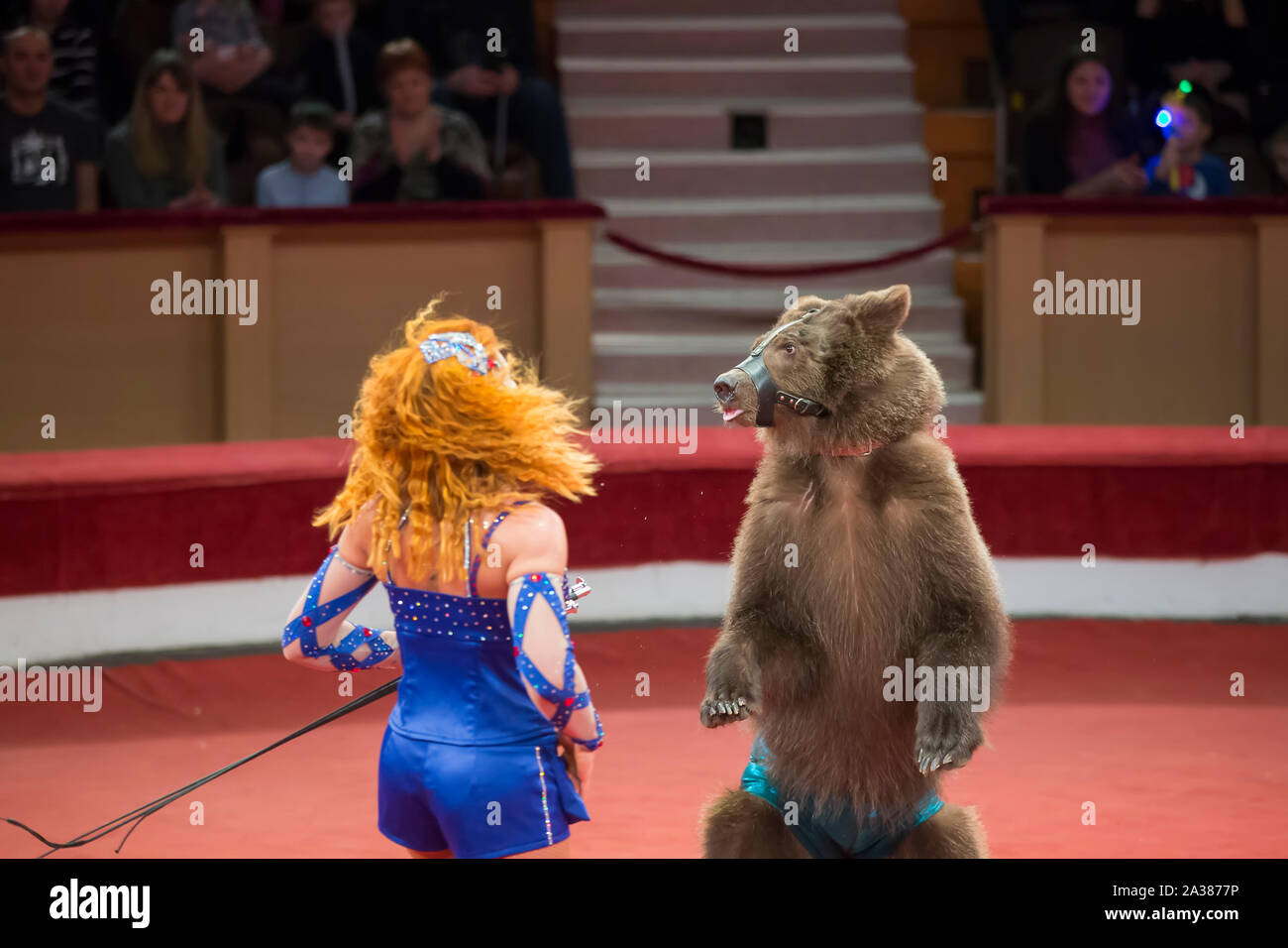 Belarus, Gomil, February 16, 2019. State Circus. Program Bravo ...