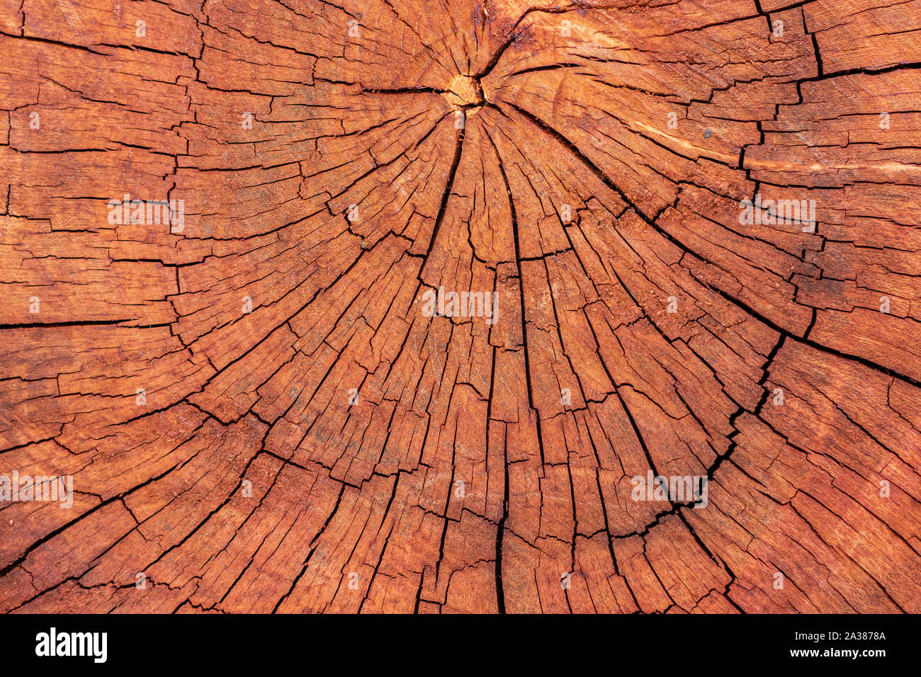 wooden stump texture without annual rings, cracks from the center, red ...