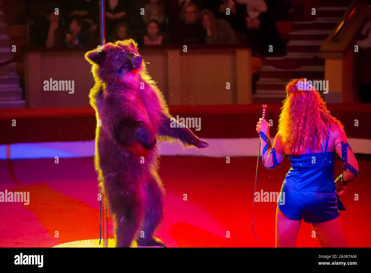 Bear animal tamer hi-res stock photography and images - Alamy