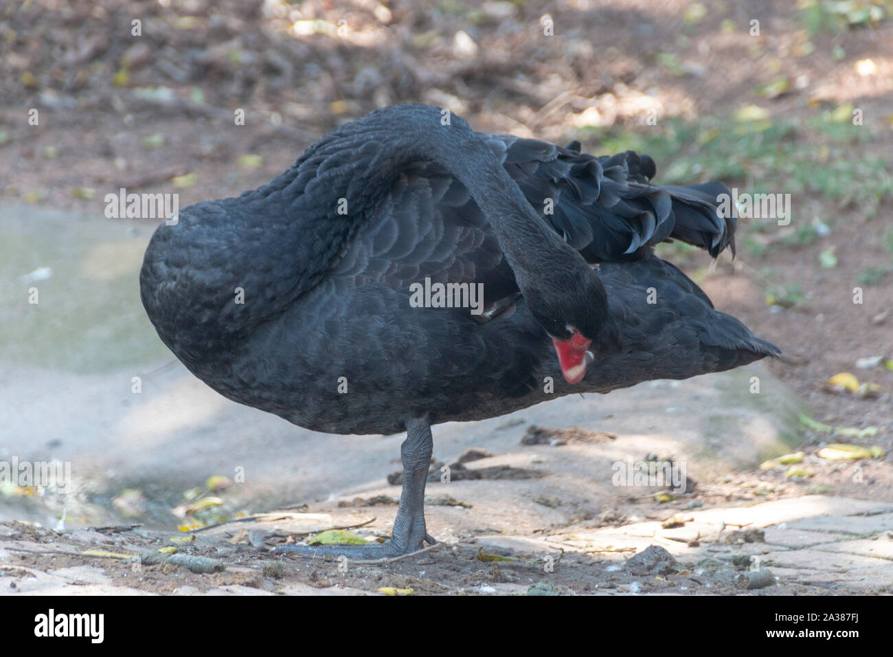 A close up view of a black swan standing on one leg near a water pond ...