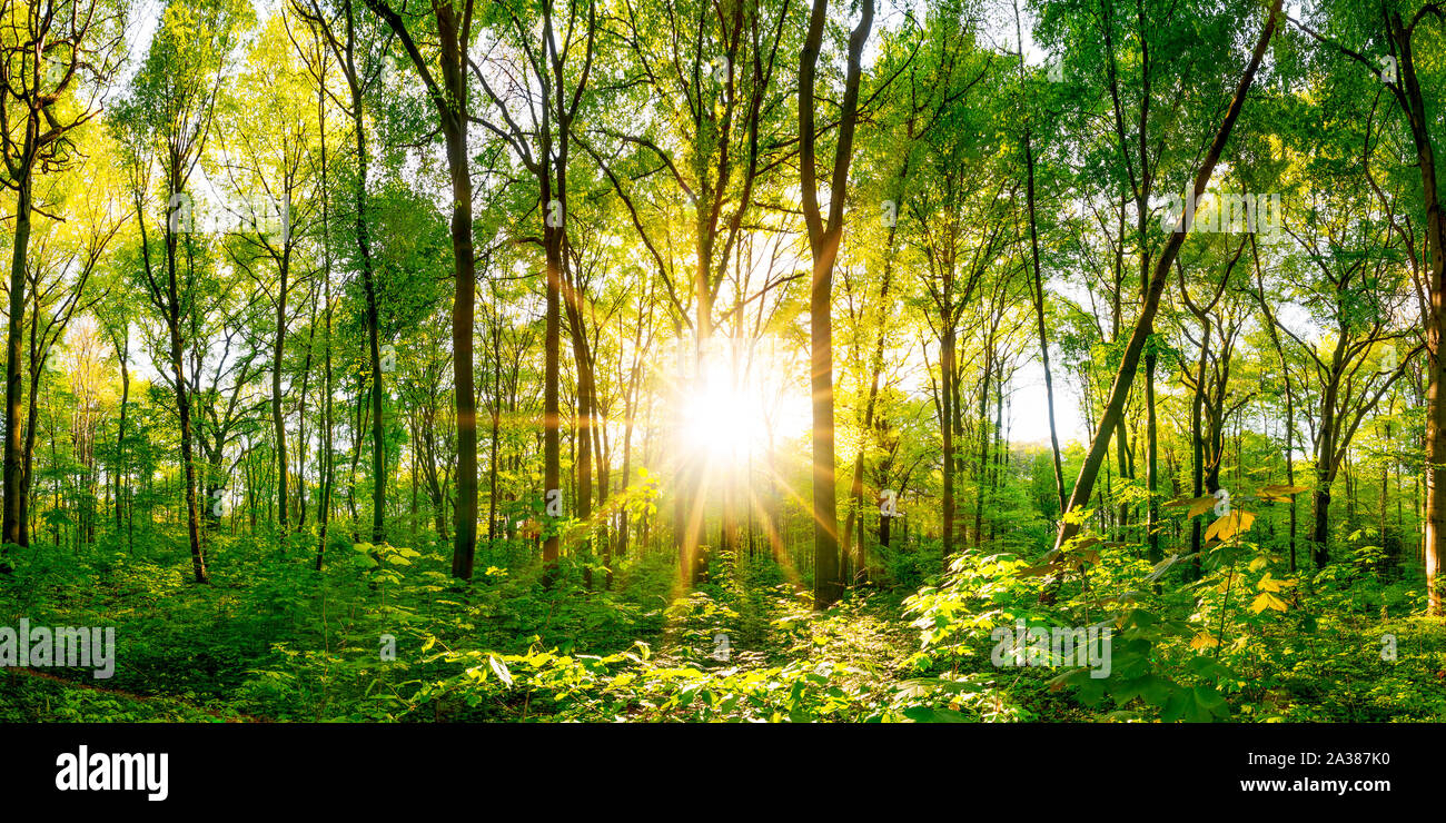 Sunset in the forest Stock Photo - Alamy