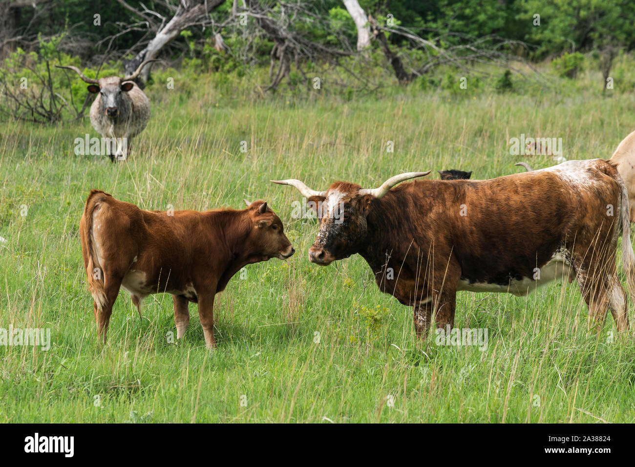 Texas Longhorn at Wichita Mountains National Wildlife Refuge near ...
