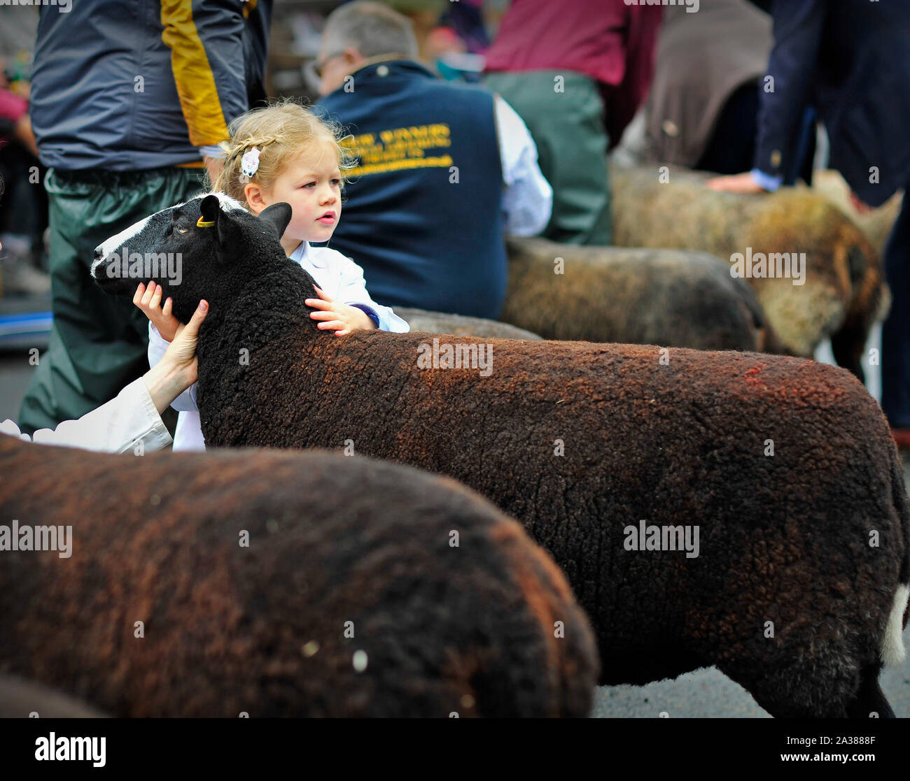 Sheep square hi-res stock photography and images - Alamy