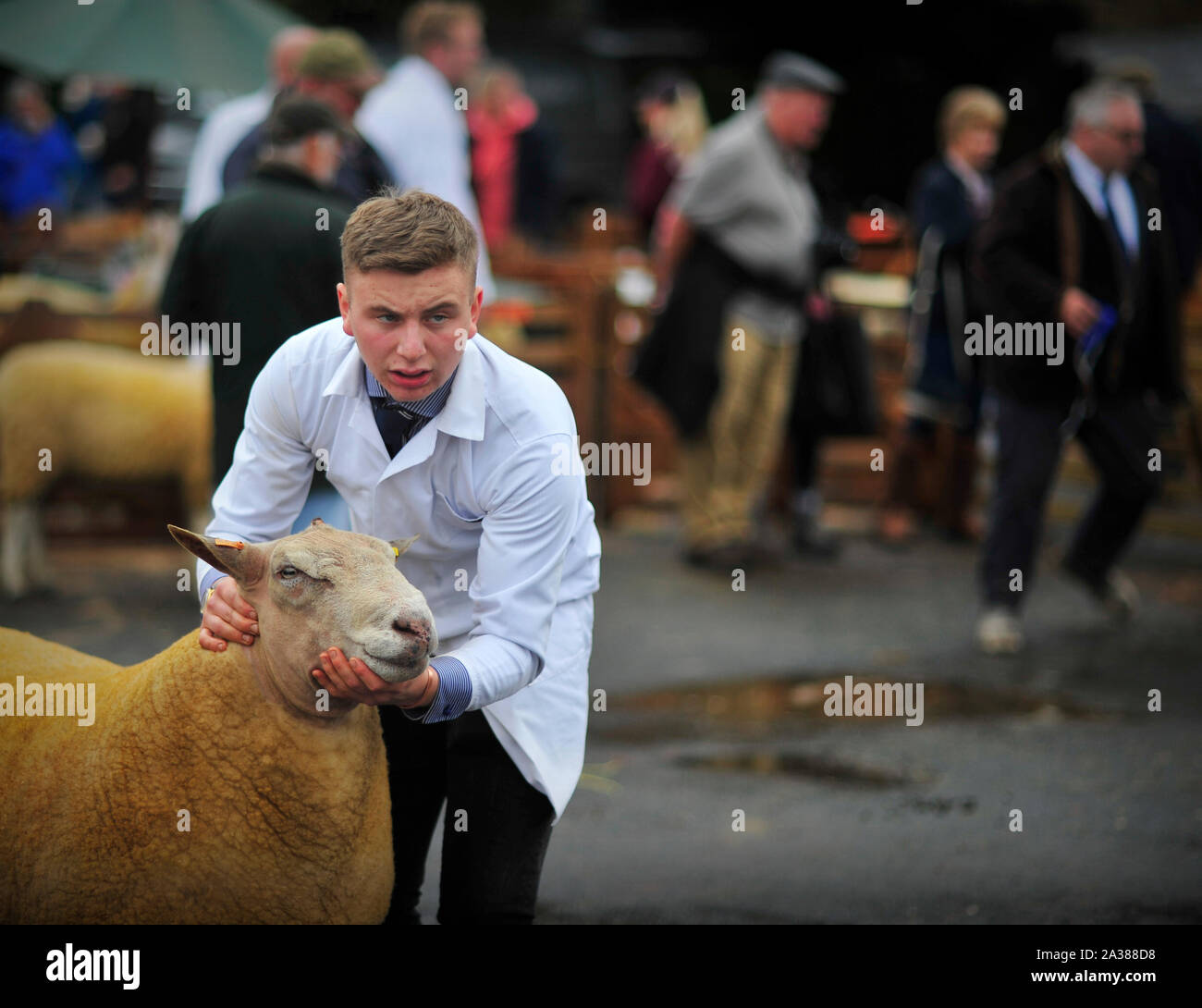 Masham Sheep Fair North Yorkshire England Great Britain UK Stock Photo - Alamy