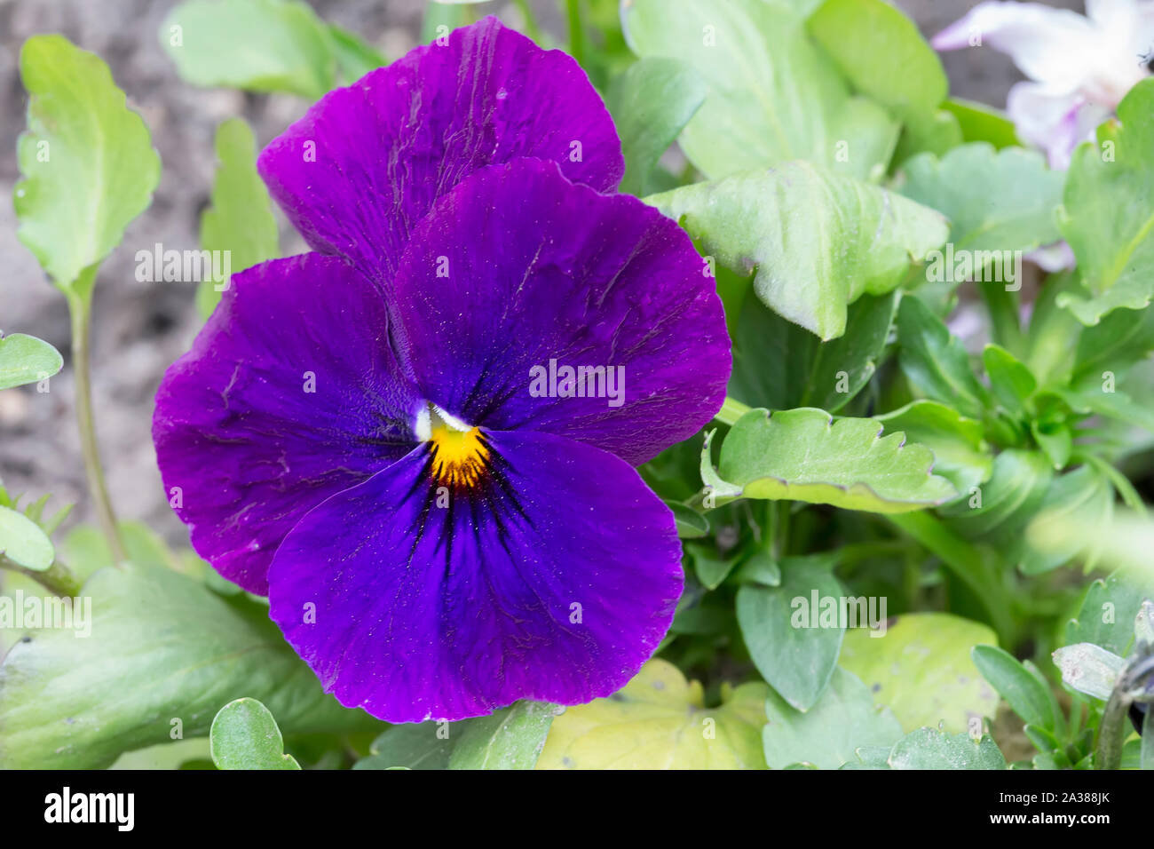 Pansy beaconsfield hi-res stock photography and images - Alamy