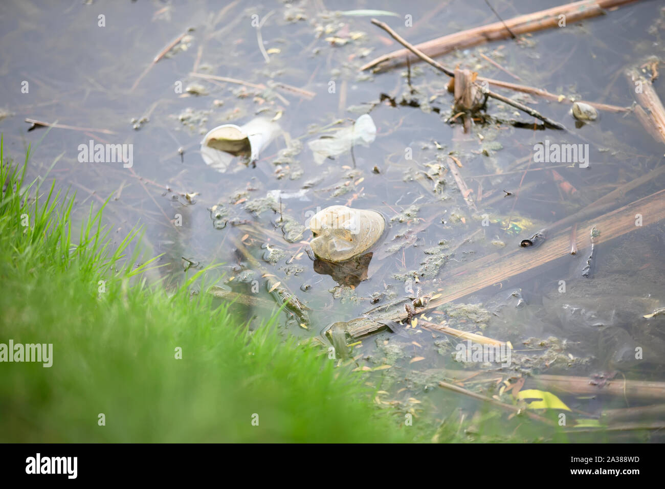 Plastic bottles in the pond. Environmental pollution Stock Photo - Alamy