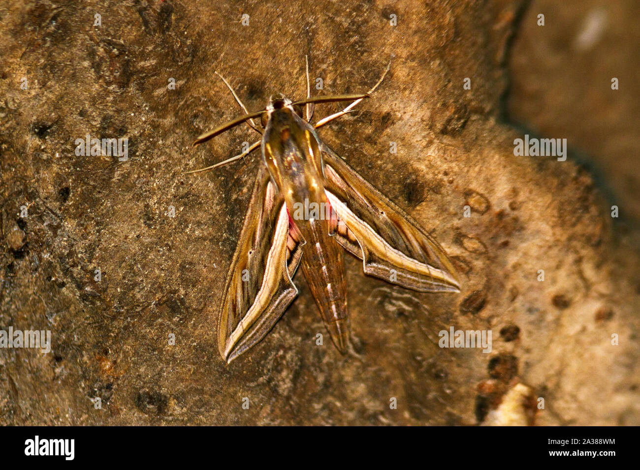 The Silver-striped Hawk Moth is one of the commonest members of the ...