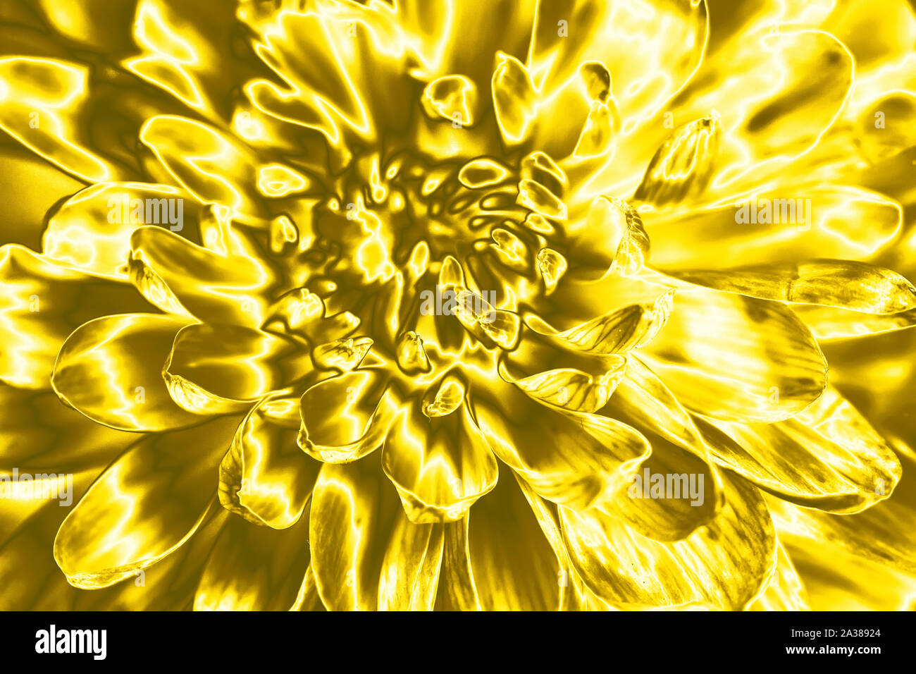 Large flower with golden petals.Golden flower Stock Photo - Alamy