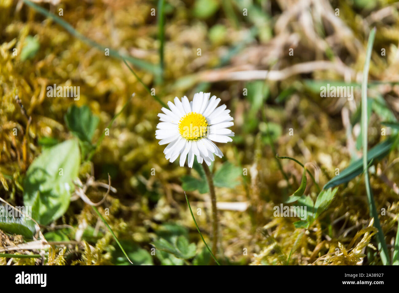 Daisy flower blooming on moss Stock Photo - Alamy