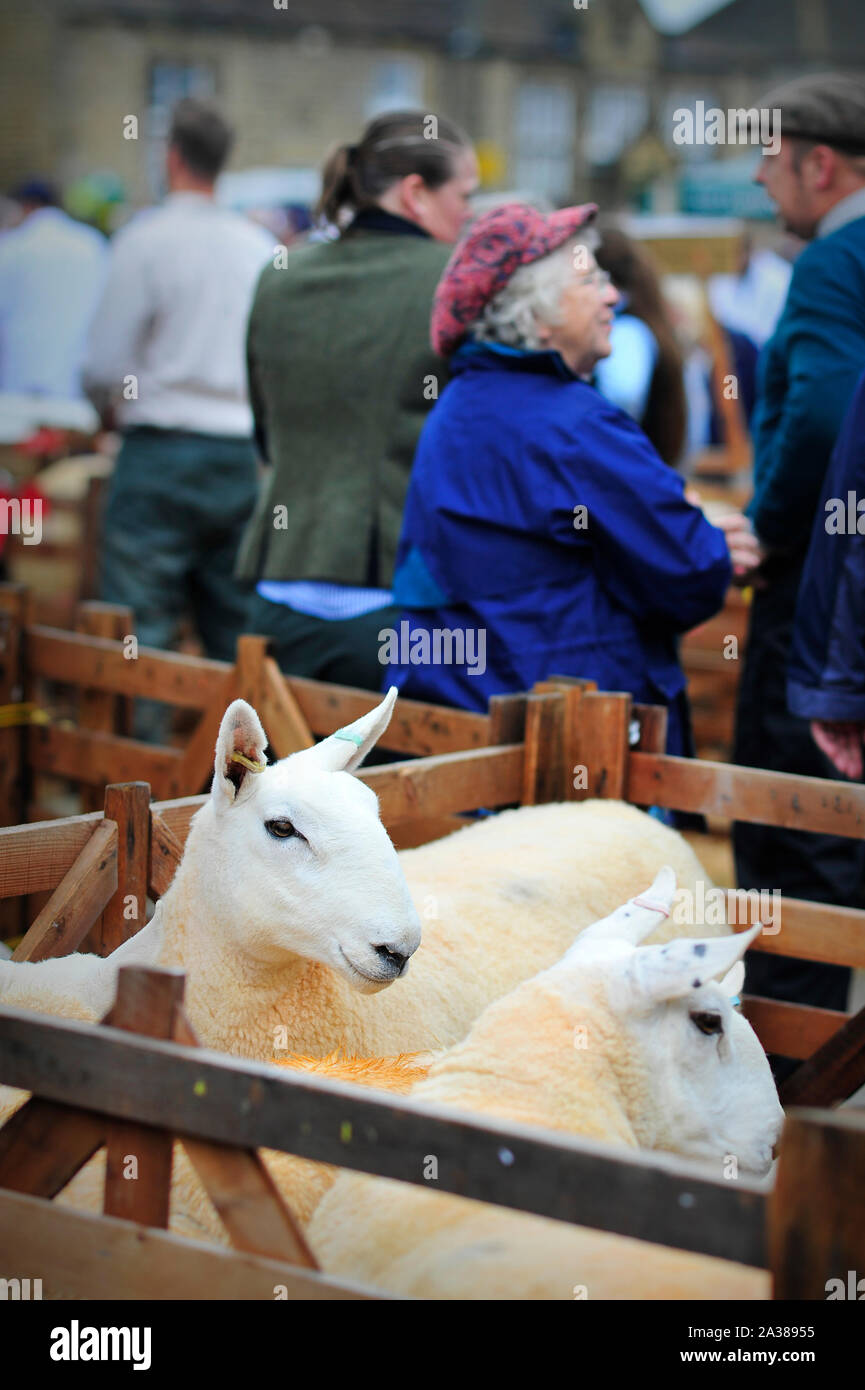 Sheep square hi-res stock photography and images - Alamy