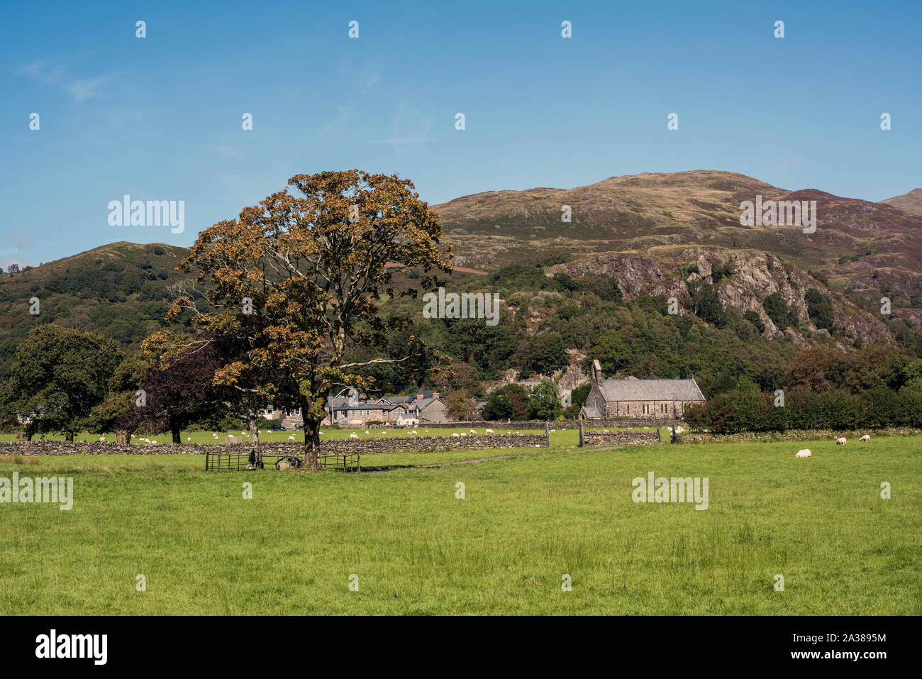 Gravesite of the Welsh dog Gelert under a tree in a field of sheep, at ...