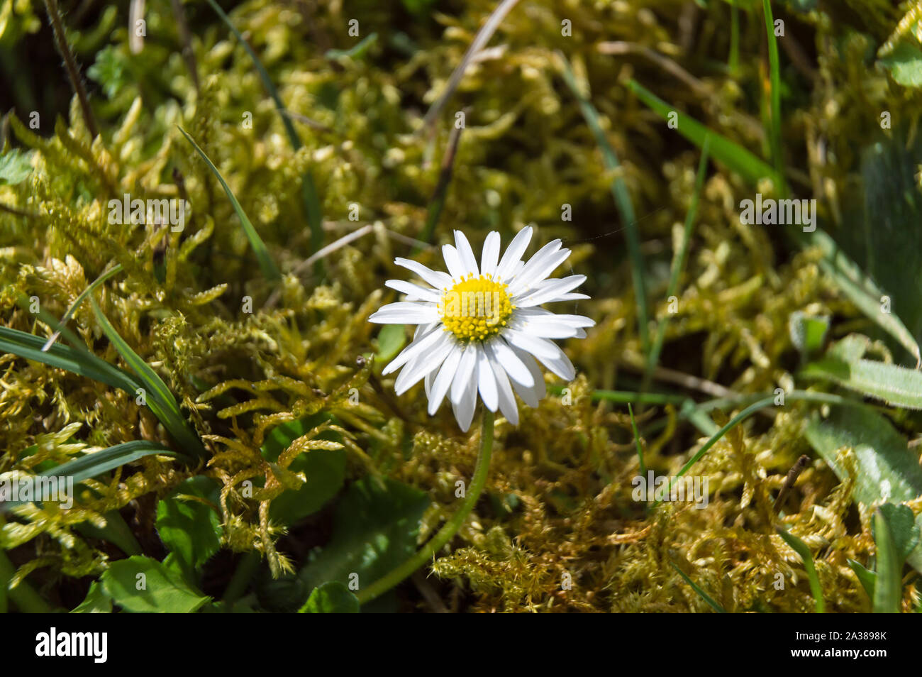 Daisy flower blooming on moss Stock Photo - Alamy