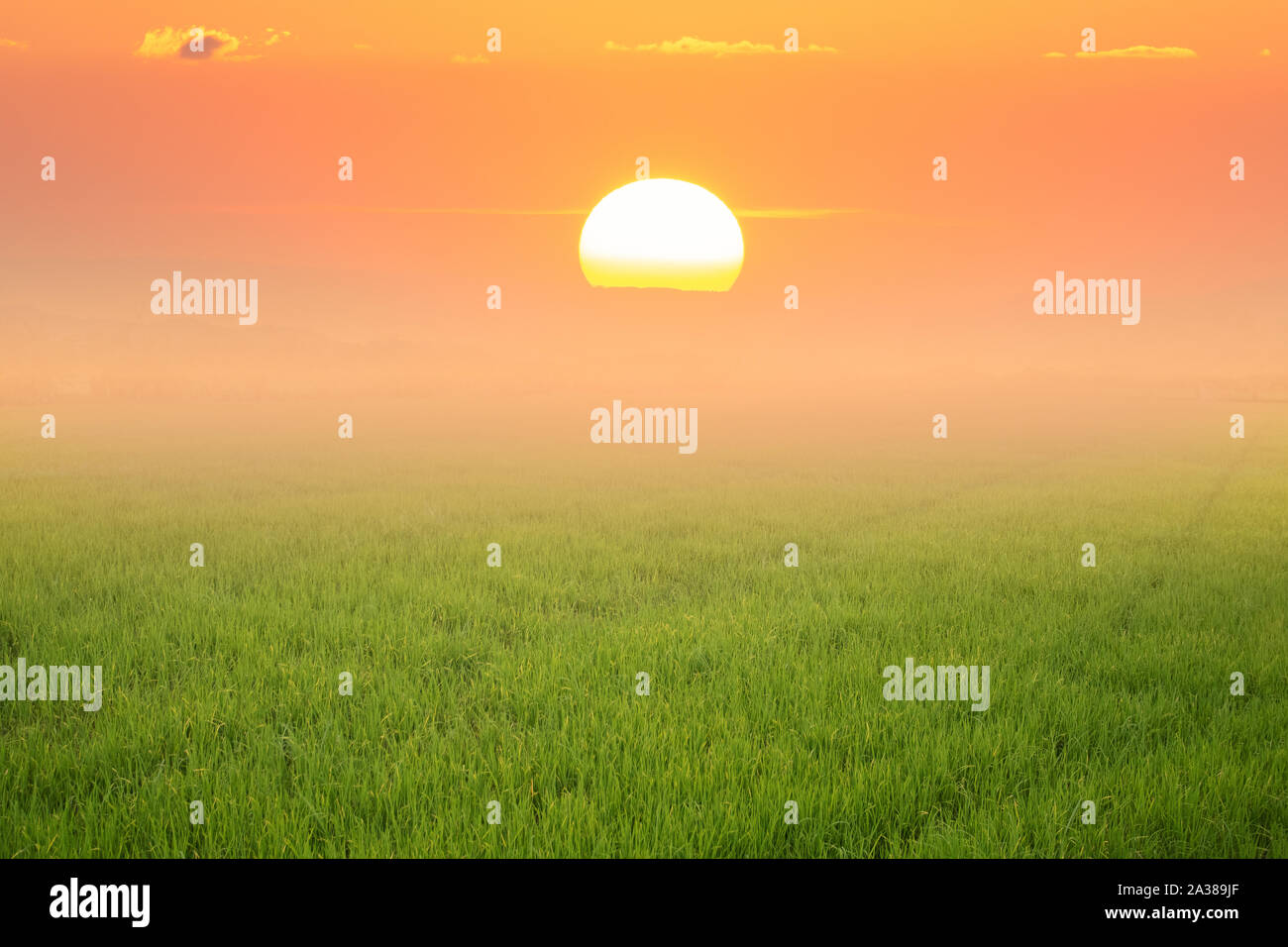 Rice field on sunrise or sunset time background Stock Photo - Alamy