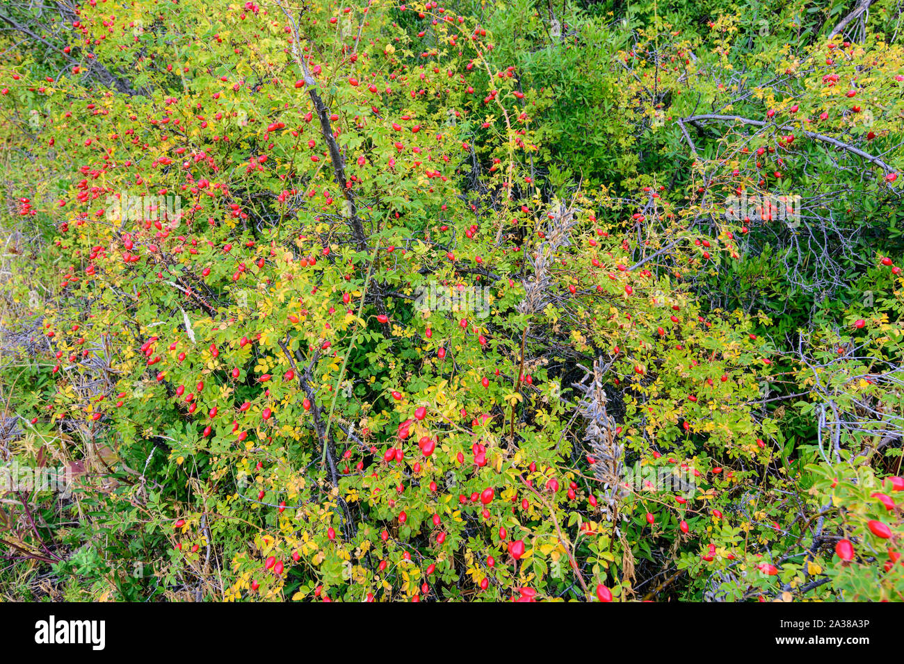 Sweet-Brier fruit during spring season in Patagonia, Argentina Stock ...