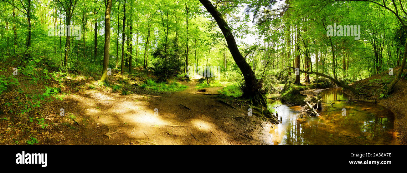 Trail through a beautiful forest with green trees and brook Stock Photo ...