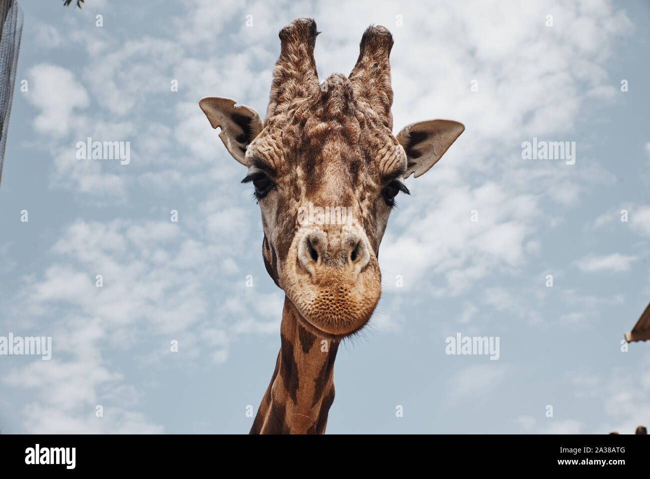 Wildlife photographers african savannah hi-res stock photography and ...