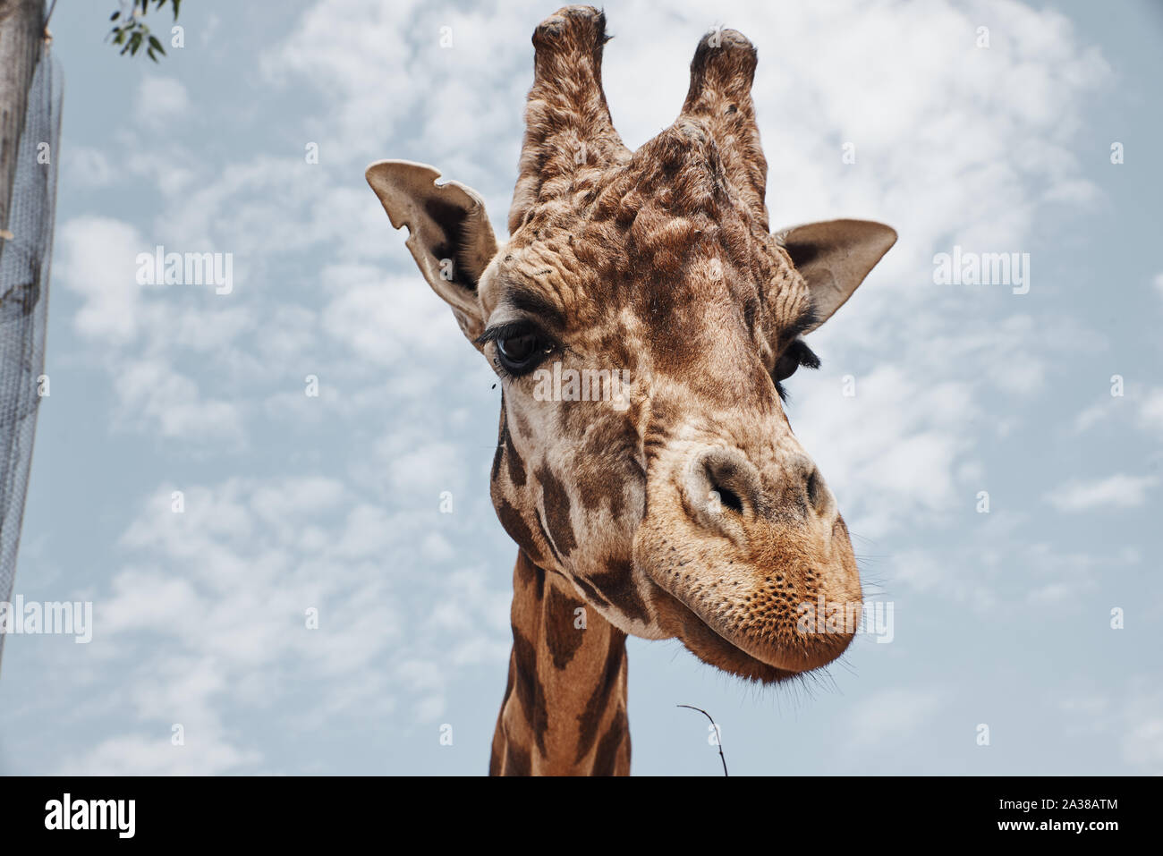 Animal photographers africa hi-res stock photography and images - Alamy