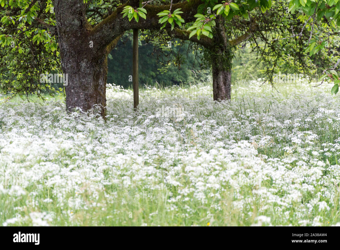 wild carrot below cherry tree Stock Photo - Alamy