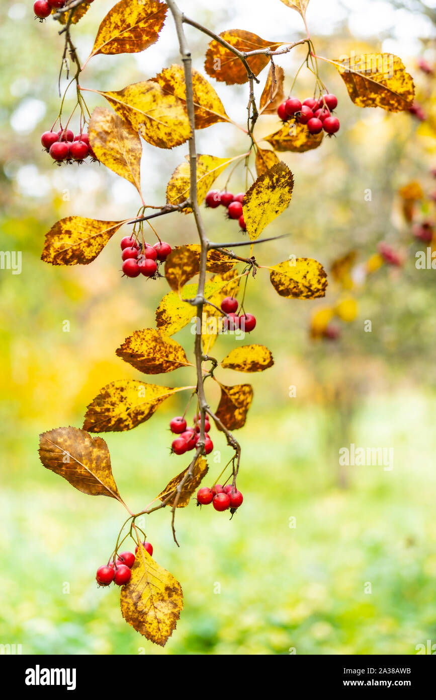 Red fruits of hawthorn. Yellow leaves. Autumn background Stock Photo ...