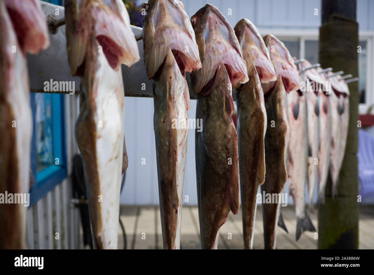 The catch of a fishing trip: Halibut and salmon are shown in front of ...