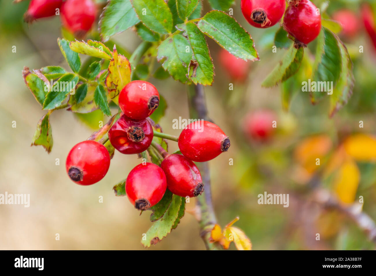 Sweet-Brier fruit during spring season in Patagonia, Argentina Stock ...