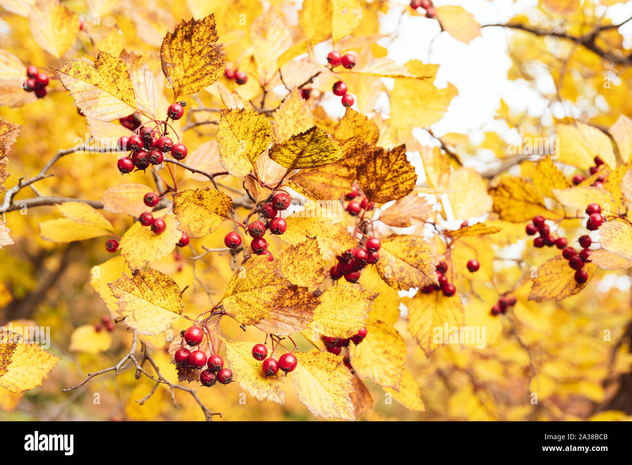 Red fruits of hawthorn. Yellow leaves. Autumn background Stock Photo ...