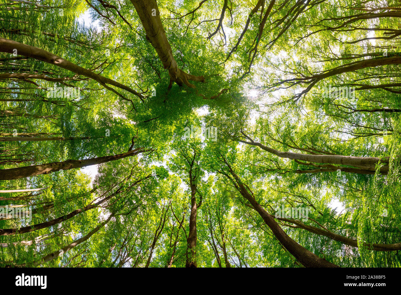 Green treetops in the forest as a background Stock Photo - Alamy