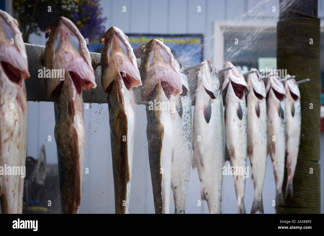 The catch of a fishing trip: Halibut and salmon are shown and washed in ...