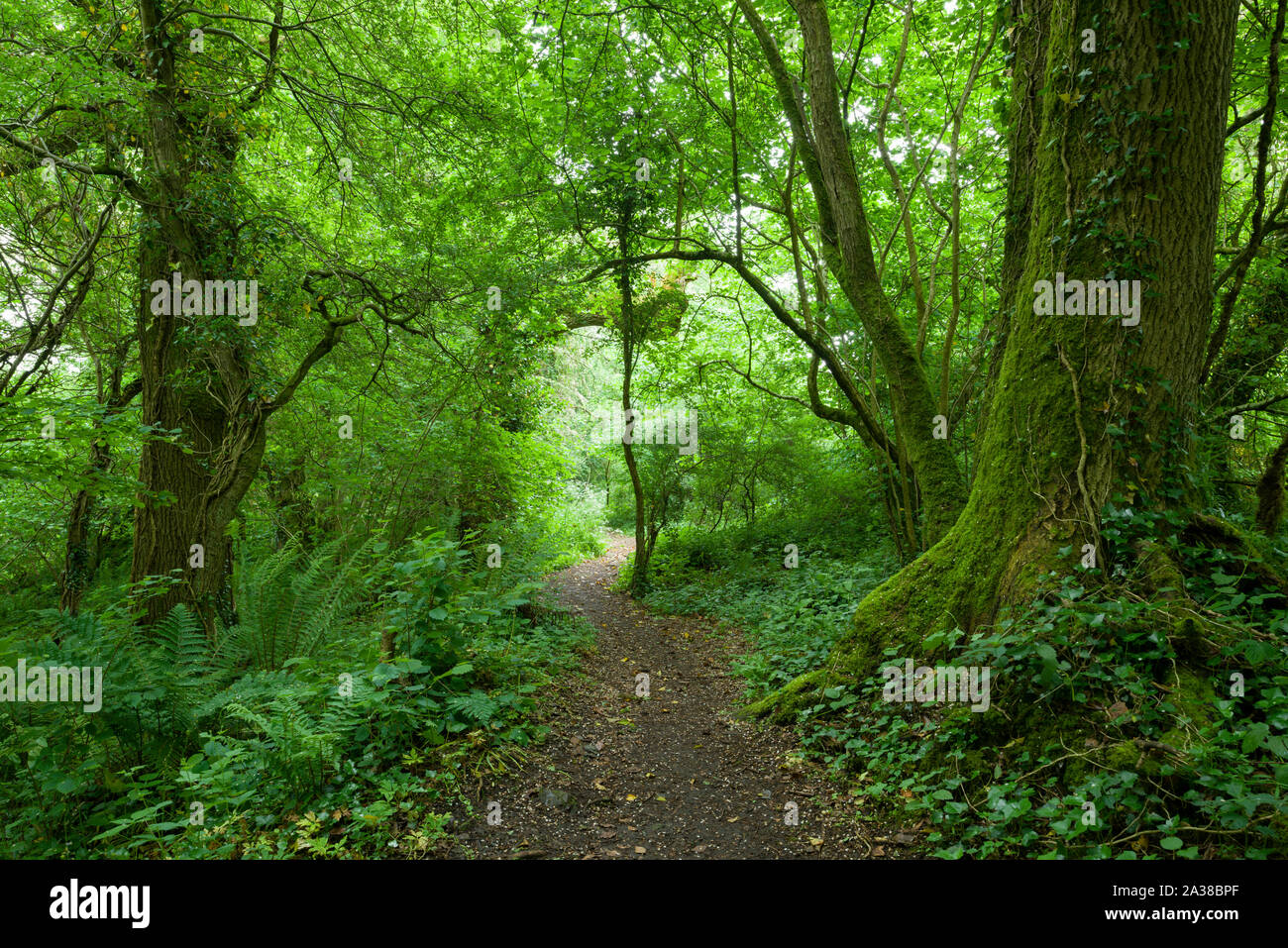 Europe nature trees pathway path hi-res stock photography and images ...