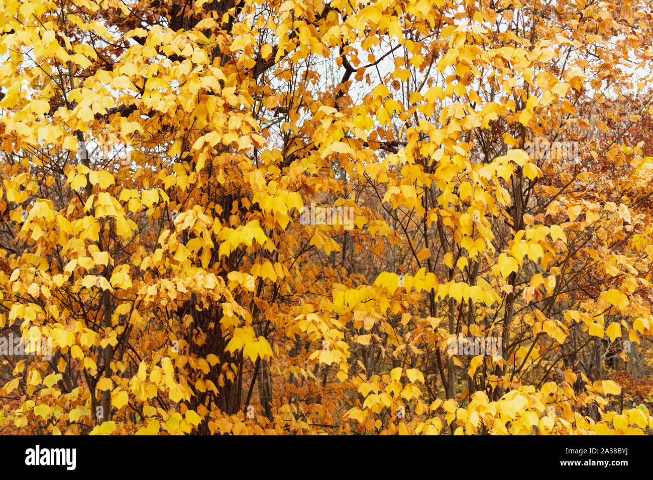 Yellow leaves of a tree. Autumn background Stock Photo - Alamy