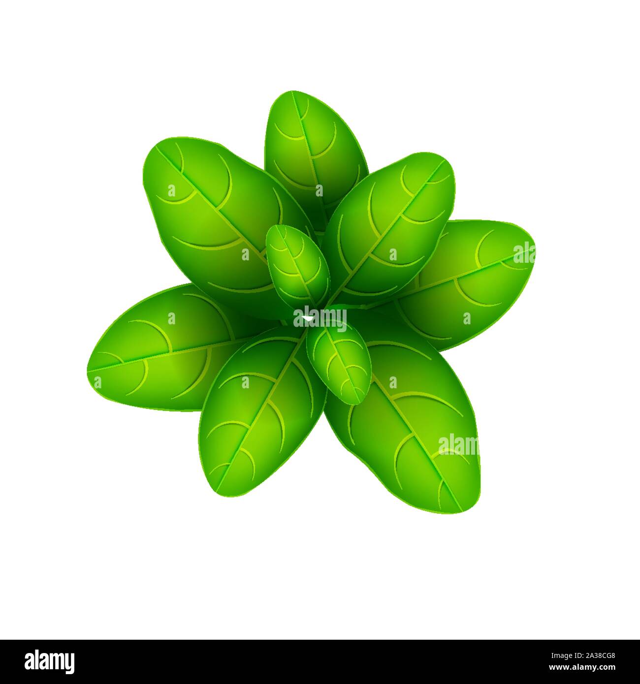 Fresh basil leaf. 3D realistic vector set basil leaves. Healthy aroma ...