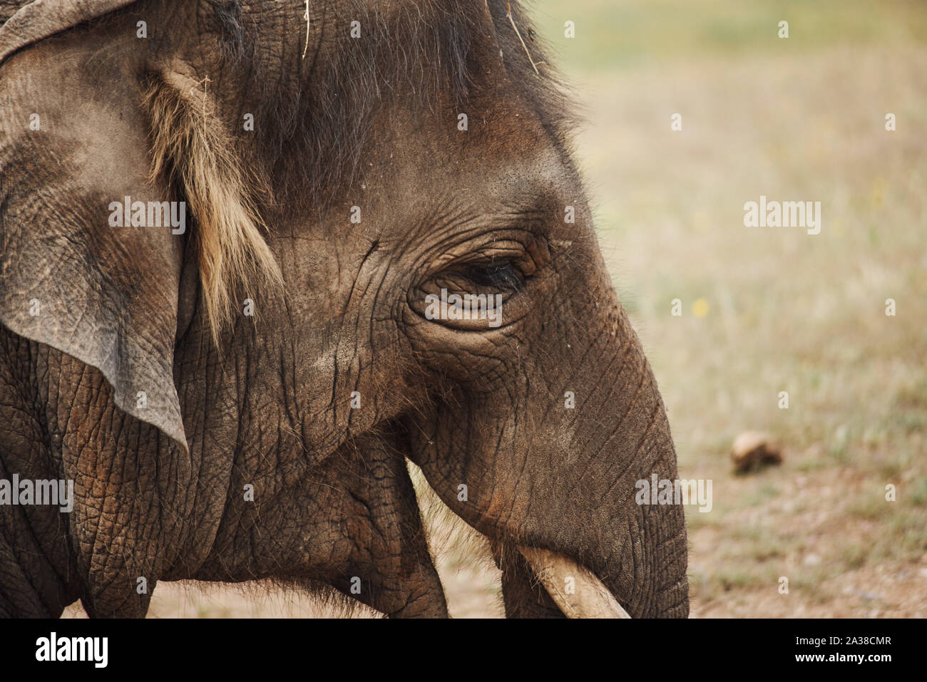 Photograph taken of an elephant that seems to be laughing at itself ...