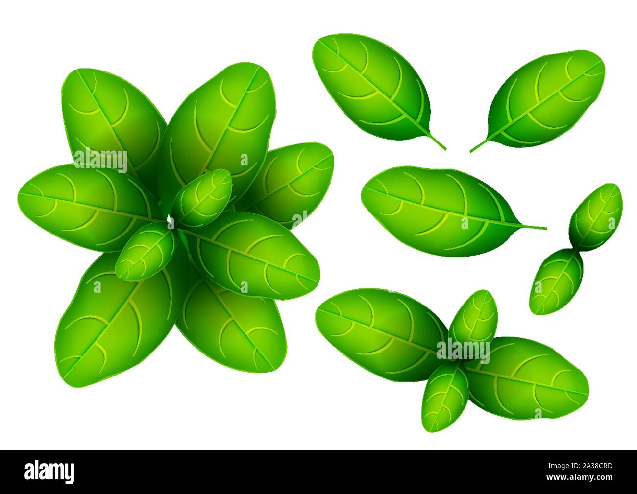 Fresh basil leaf. 3D realistic vector set basil leaves. Healthy aroma ...