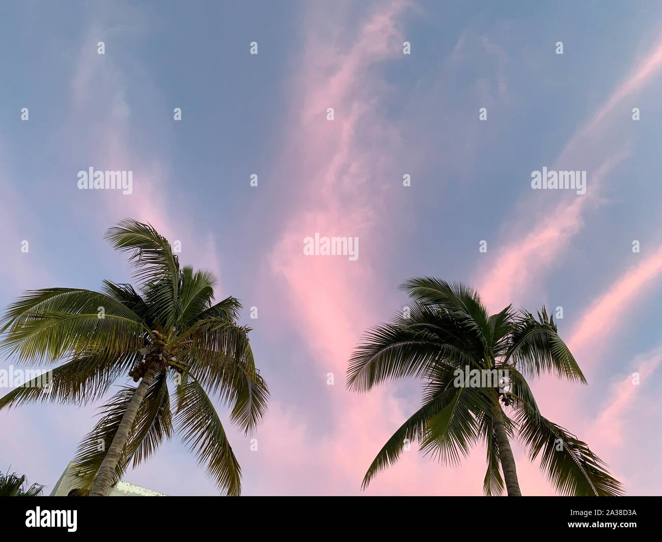 High tree treetop hi-res stock photography and images - Alamy