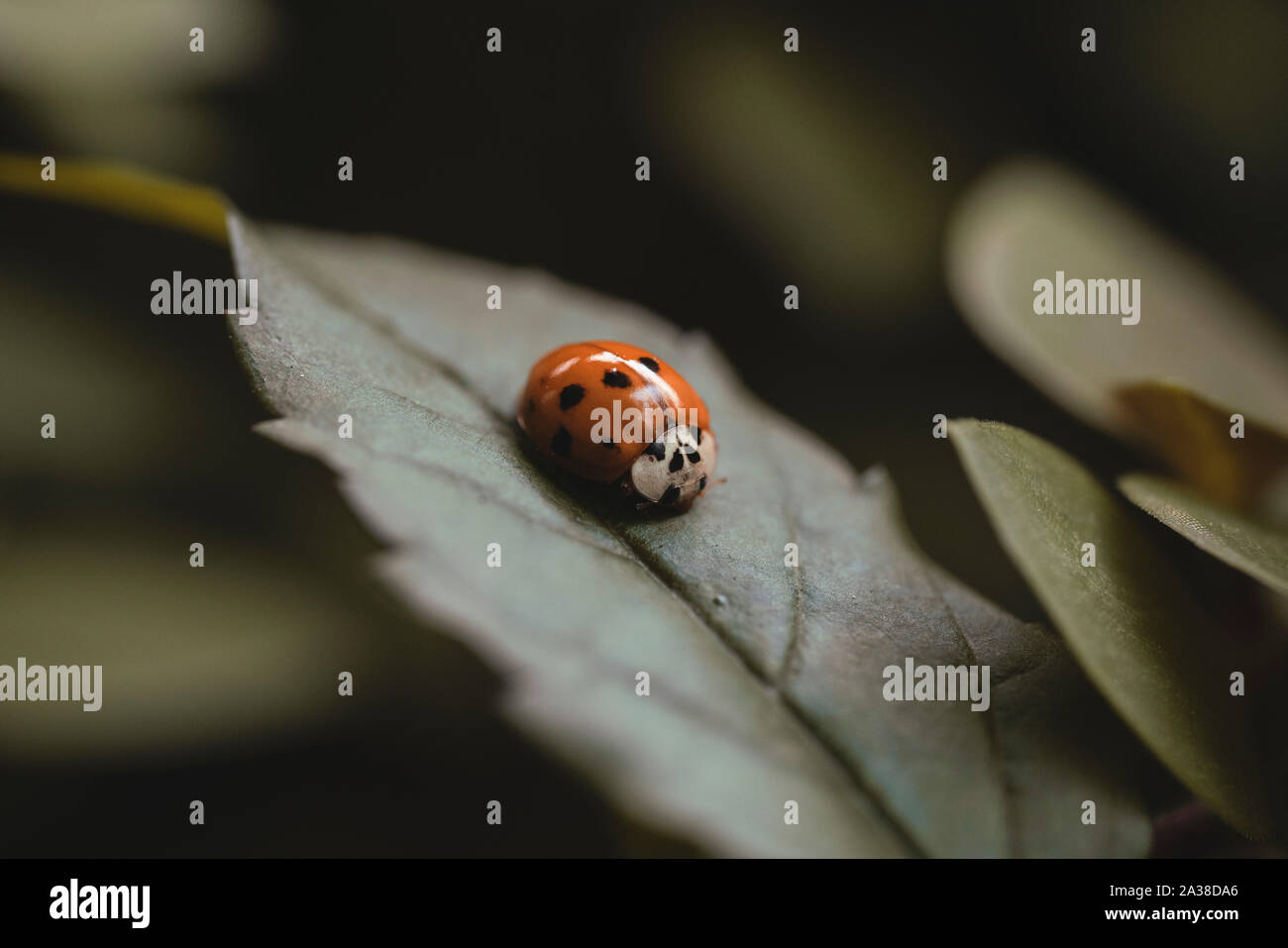 Ladybug in colour hi-res stock photography and images - Alamy