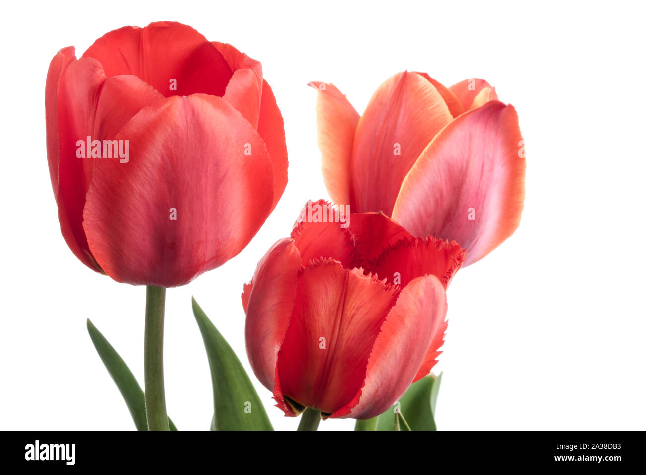 Three red tulips isolated on a white background Stock Photo - Alamy