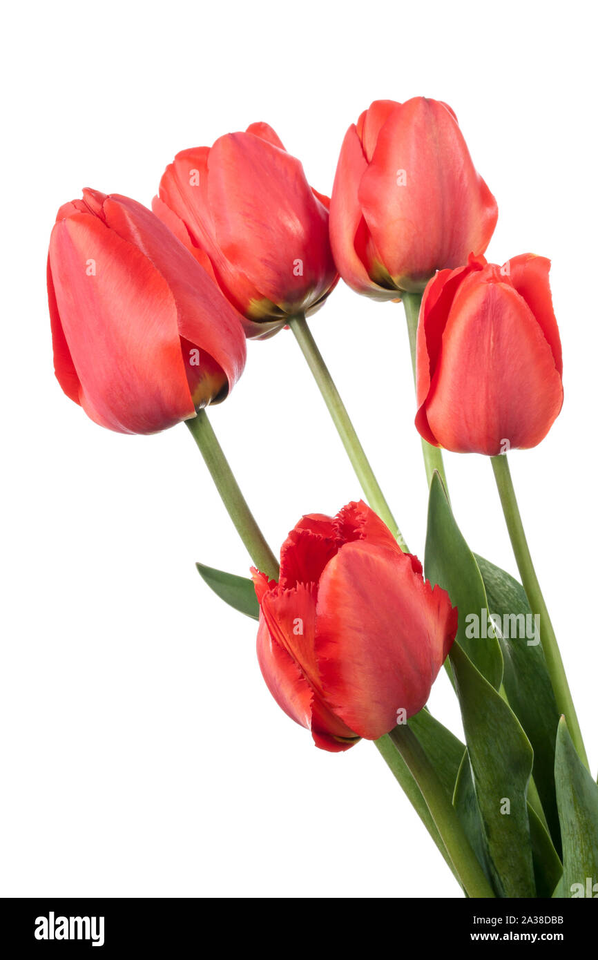 Five red tulips isolated on a white background Stock Photo - Alamy