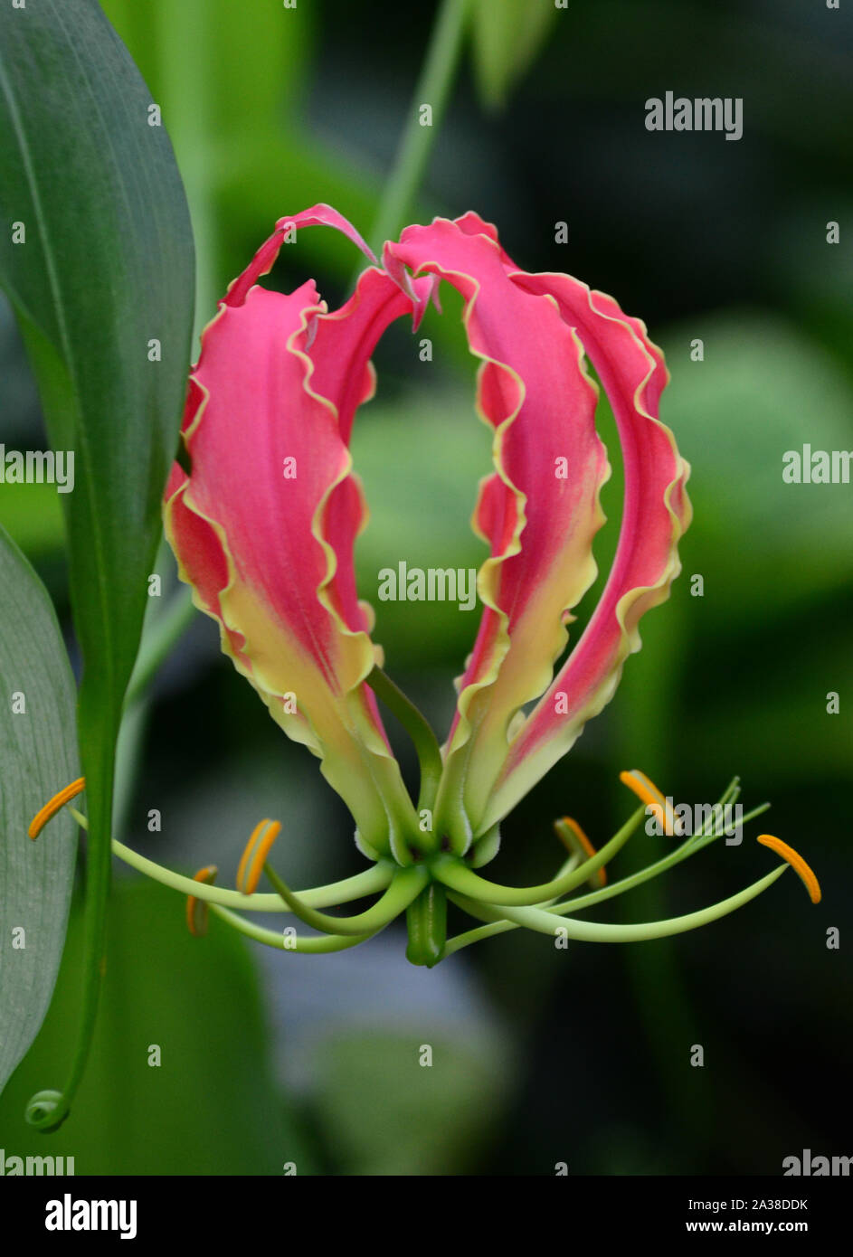 Flame lily gloriosa superba hi-res stock photography and images - Alamy