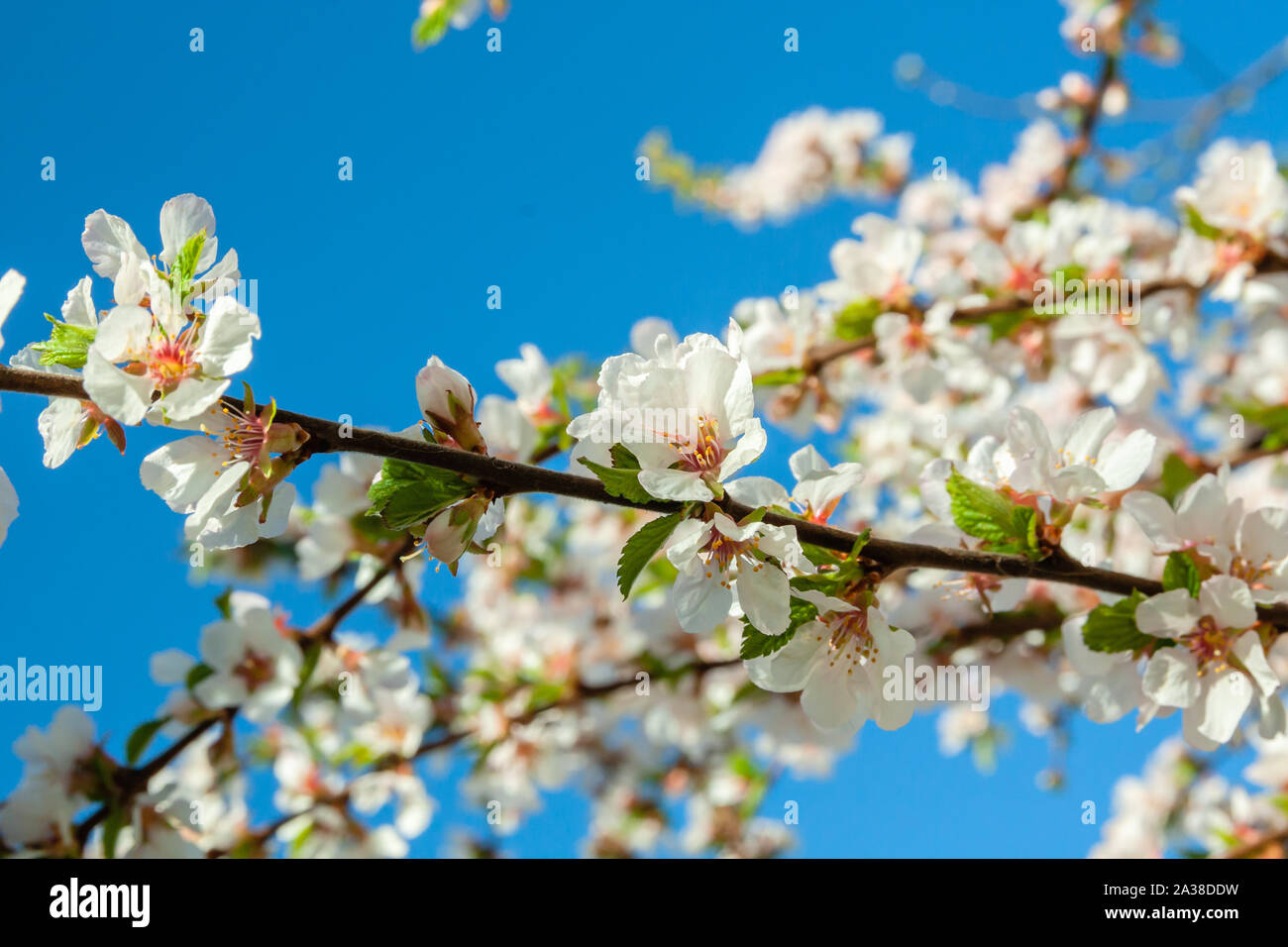 Spring flowering cherry hi-res stock photography and images - Alamy
