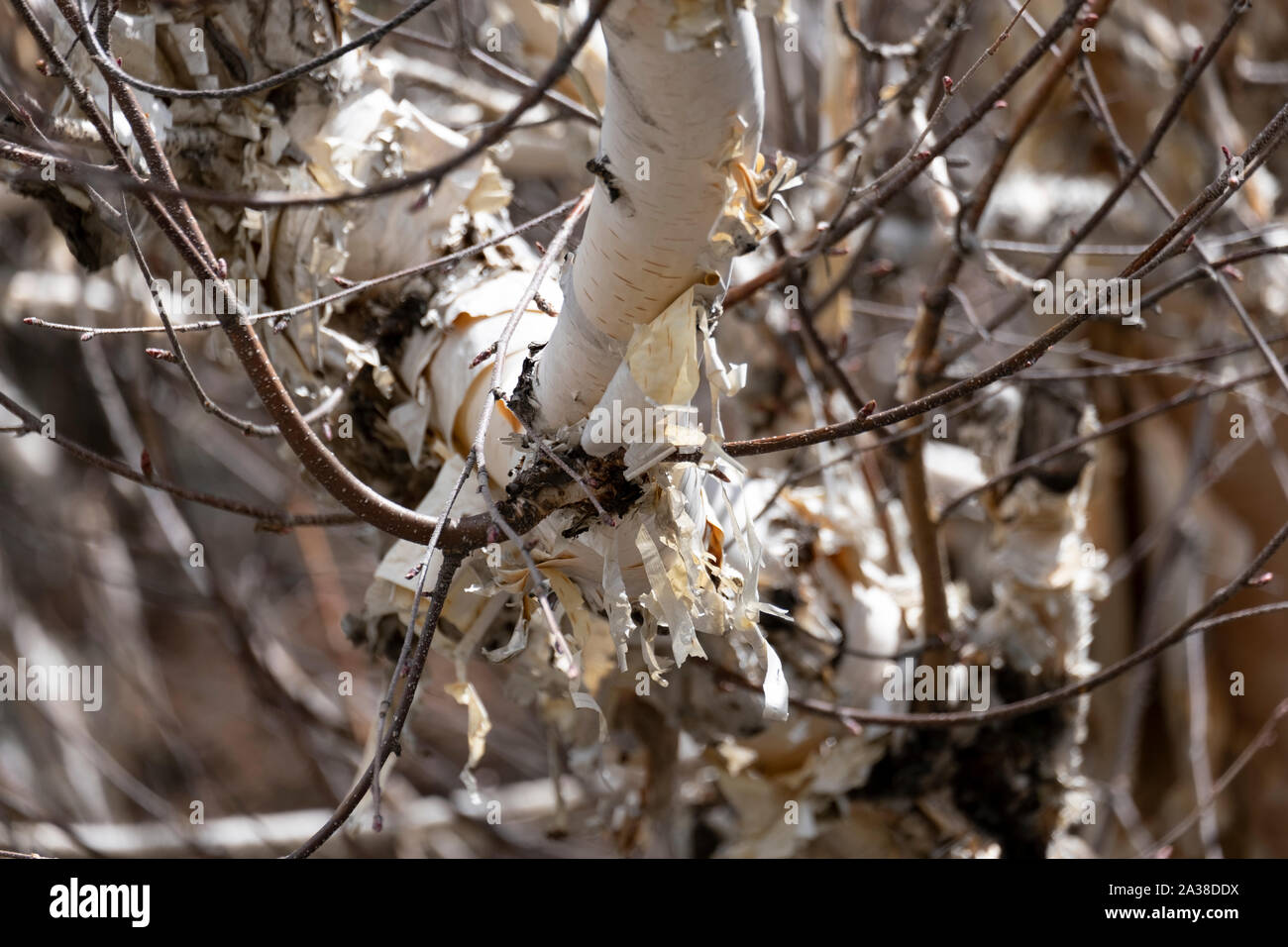 Himalayan birch betula utilis hi-res stock photography and images - Alamy