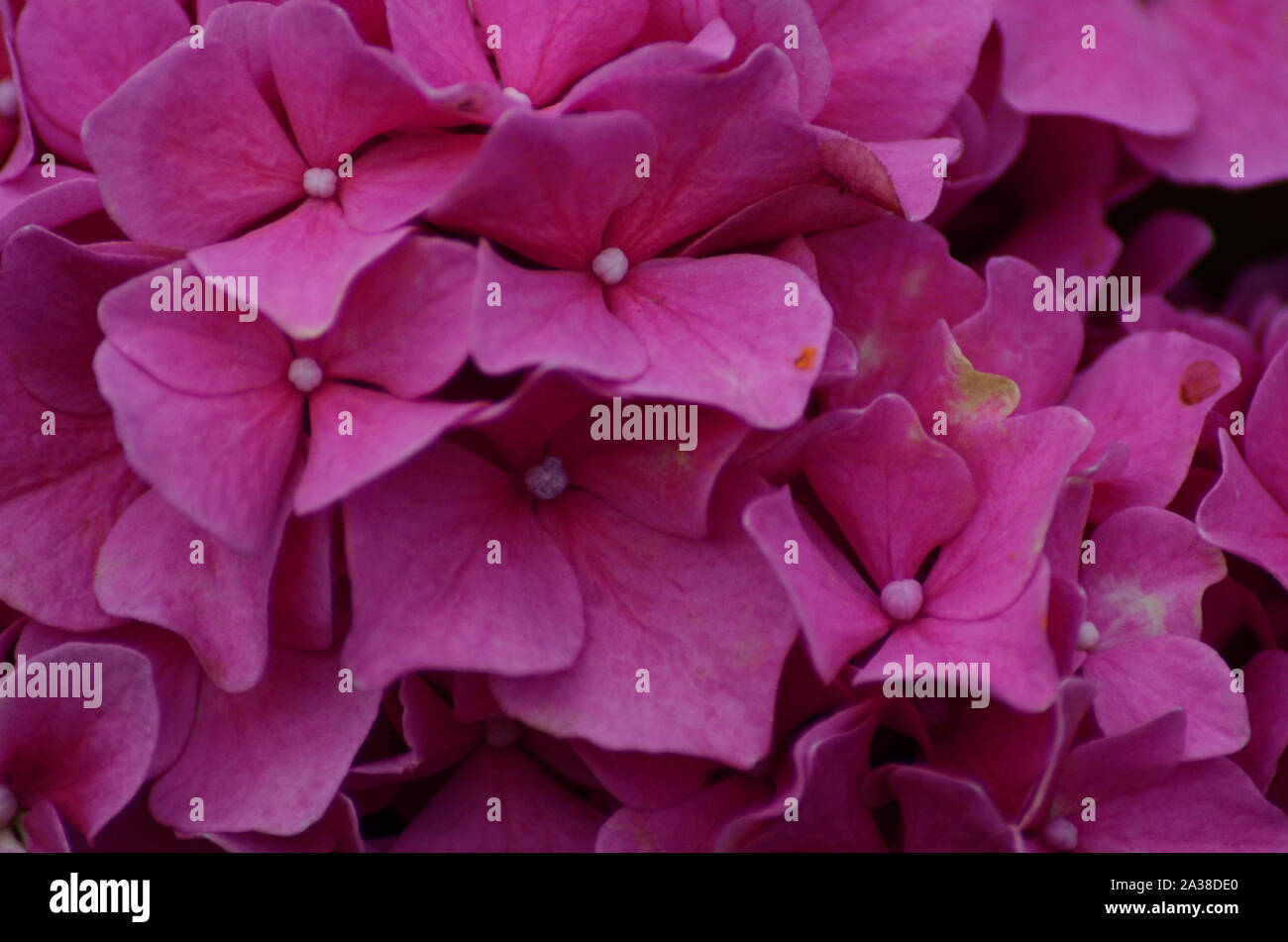 Common hydrangea hi-res stock photography and images - Alamy