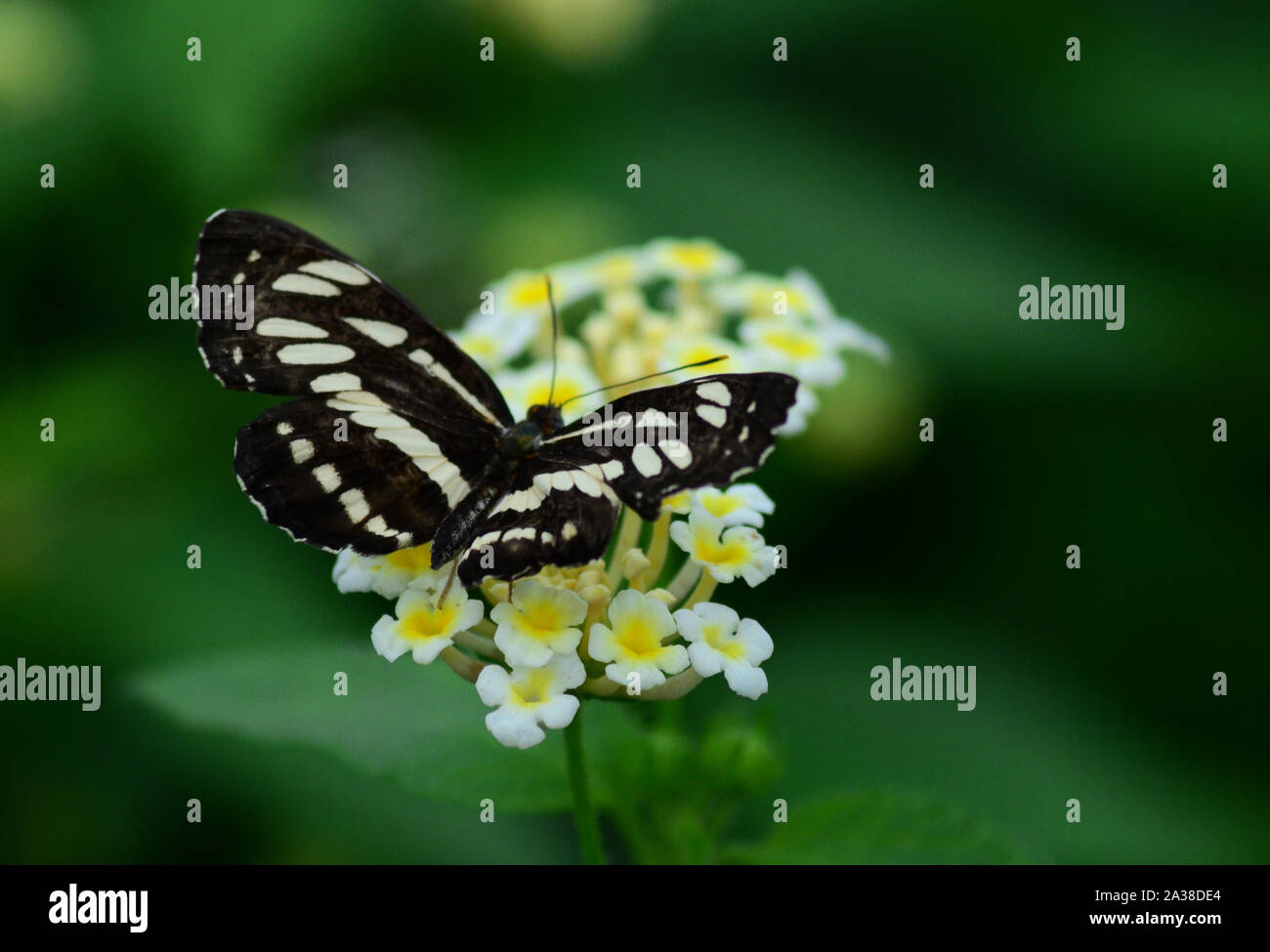 Common Sergeant Athyma perius Butterfly feeding on Lantana flower Stock ...
