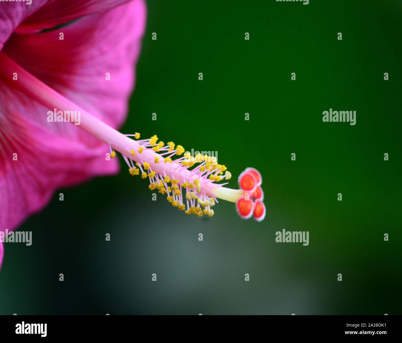 Beautiful Pink Chinese Hibiscus / Hibiscus rosa-sinensis ...